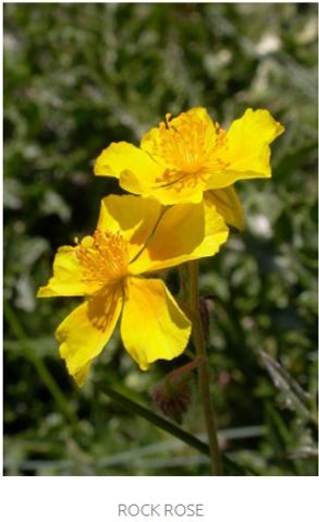 Grupo del Miedo – ROCK ROSE/ROSA DE ROCA – GreenTara Costa Rica